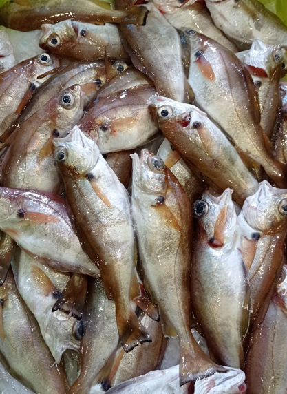 Os Minarzos – Pesca Artesanal